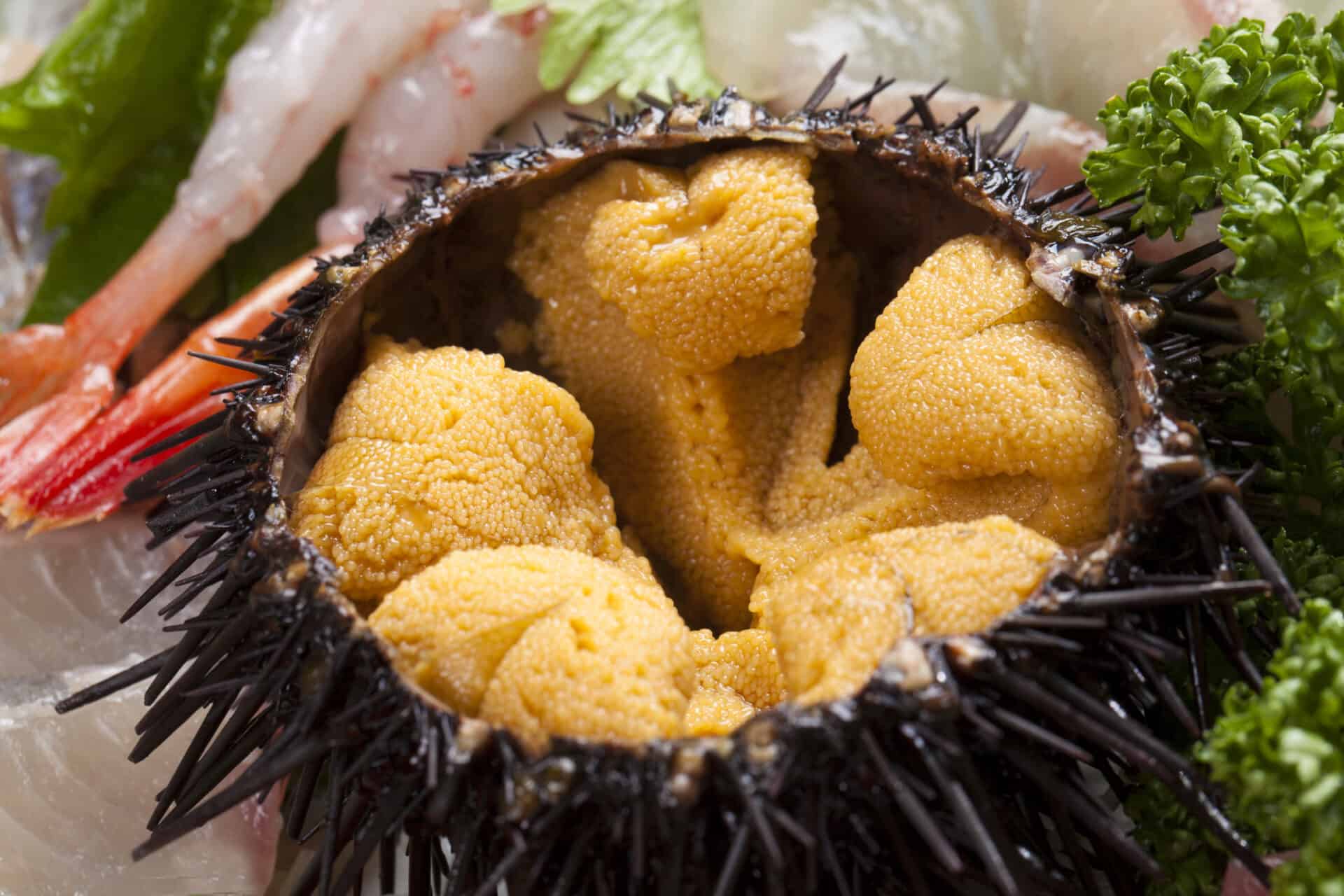 What Does Sea Urchin Uni Taste Like Definitive Guide Medmunch